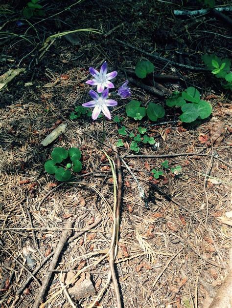Firecracker Lily Brodiaea In The Plant Id Forum