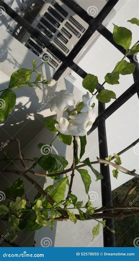 Lilly Stock Image Image Of Flower Nature Jasmine Morning