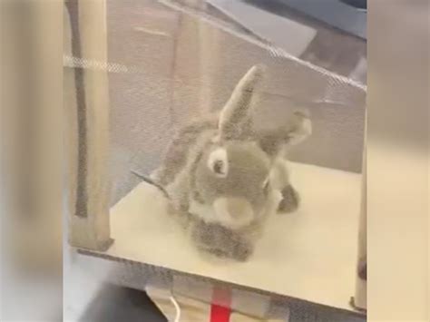 Florida Snake Hunters Deploy Robotic Rabbits To Capture Invasive Burmese Pythons Abc News