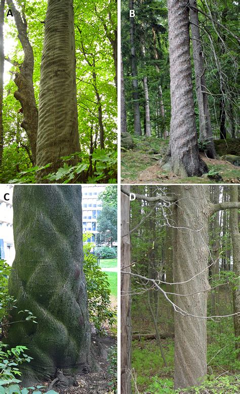 Four Individual Tree Trunks Each With A Distinct Ripple Pattern A