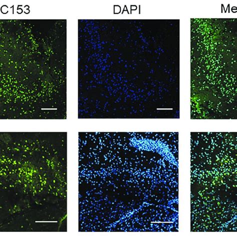 Mlv Np Localization In Rat And Mouse Cci Models C153 Rhob Mlv
