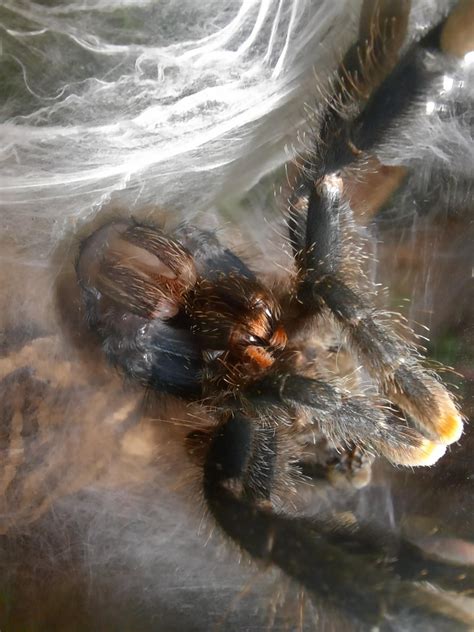 Successful Molt🥰🌹 ️🕷 Rtarantulas