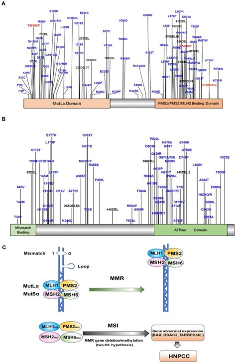 A Map Of Mlh1 Protein Mutation Sites B Map Of Msh2 Protein Mutation
