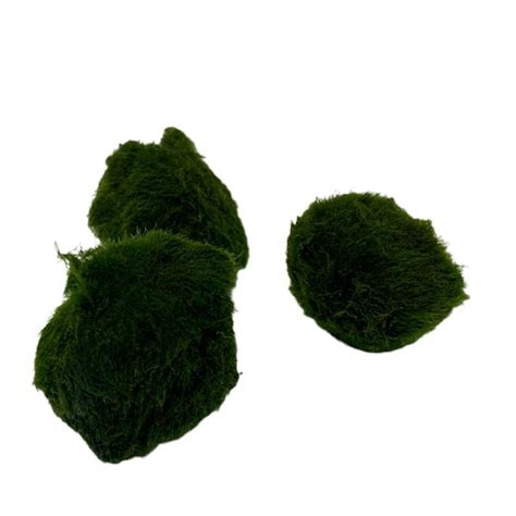 Chladophora Marimo