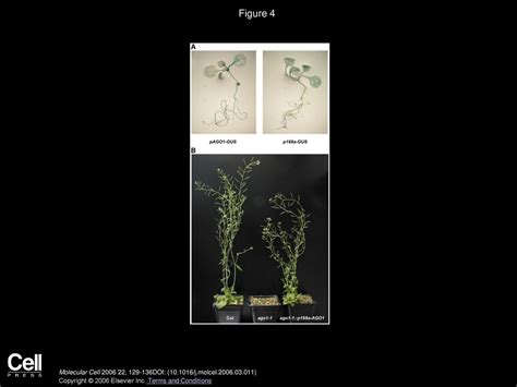 Ago1 Homeostasis Entails Coexpression Of Mir168 And Ago1 And