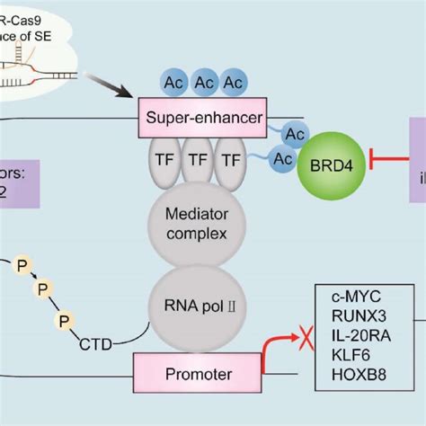 The Known Oncogenic Se Targeting Small Molecule Inhibitors And