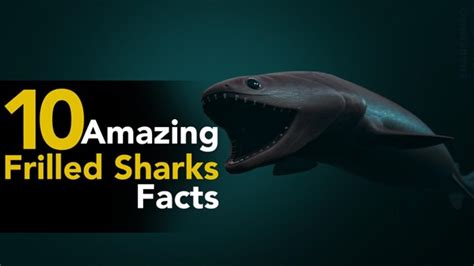Frilled Shark Attack