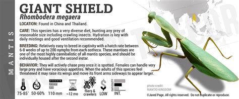 Rhombodera Megaera Giant Shield Mantis Cards And Enclosure Labels