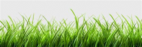 Premium Psd Various Types Of Grass Solated
