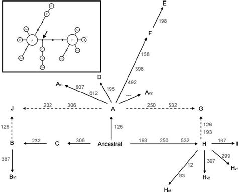 reduced median joining network representing the phylogenetic