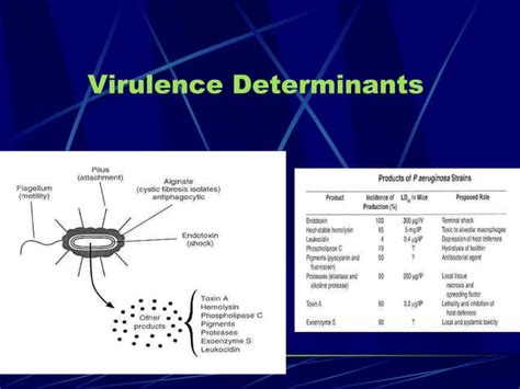 Campylobacter Ppt Digestive Disorders Diseases And Conditions