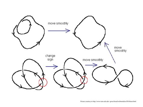 Topology Of Dna And Quantum Computing Ppt