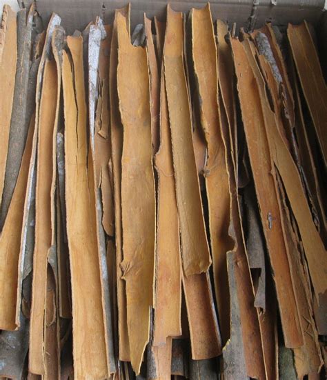 Split Cassia At ₹ 165kilogram स्प्लिट कैसिया In Mehsana Id