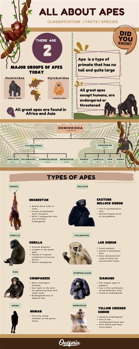 All The Different Types Of Apes Pictures Classification And Chart