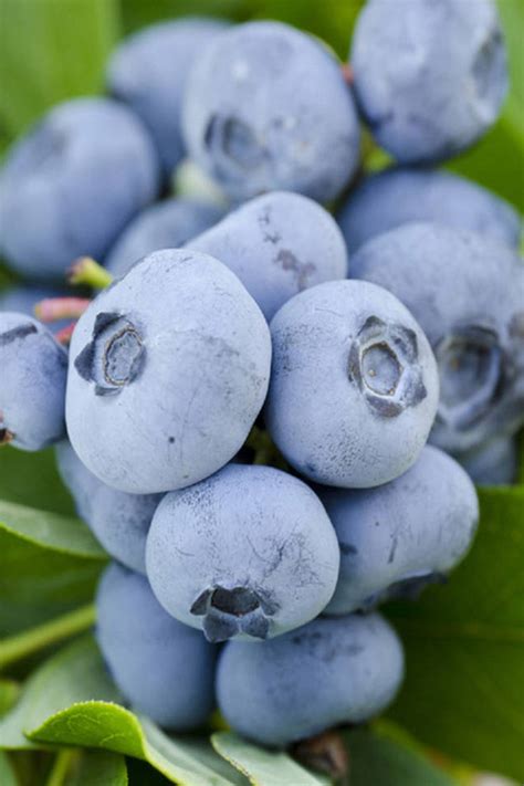 Buy Bluebelle Rabbiteye Blueberry Free Shipping Wilson Bros Gardens 1 Gallon Pot
