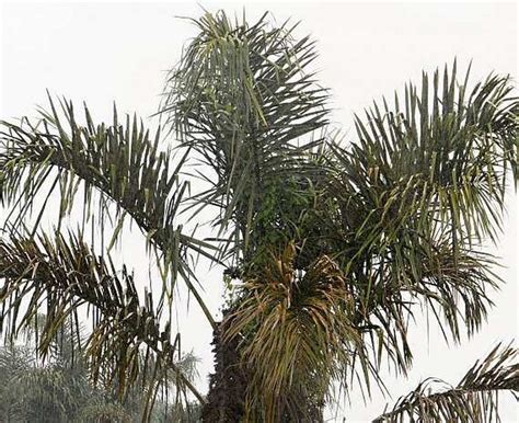 Raphia Taedigera Mart Mart Botany Cz