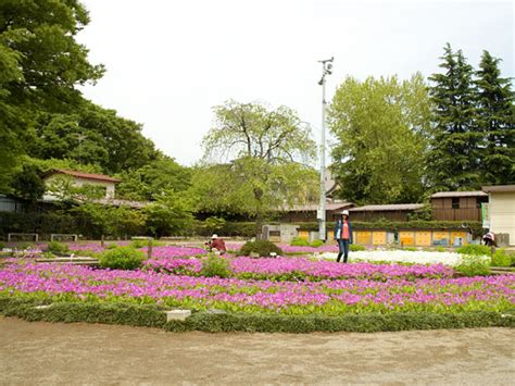 趣味でさくらそう さくらそう自生地を訪ねる 浮間ヶ原桜草圃場
