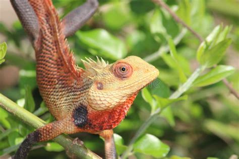 While A Red Lizard Is Looking For Food Stock Image Image Of Wildlife