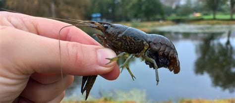 Craywatch Maps Invasive Non Native Crayfish Instituut Voor Natuur En