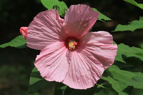 Kwiaty hibiskusa bagiennego Dziennik Łódzki
