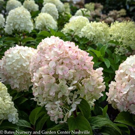 3 Hydrangea Pan Bobopanicle Dwarf White