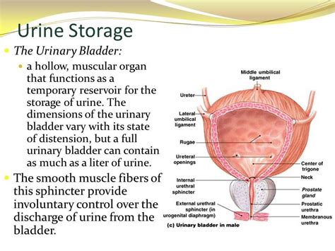 A Close Look The Process Of Visually Examining The Urinary Bladder