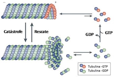 Dynamic Instability Of Microtubules Adapted Of The Published Article