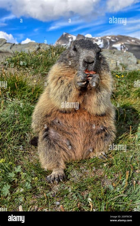 Murmeltier Murmeltiere Mankei Munggen Nagetier Erdhörnchen