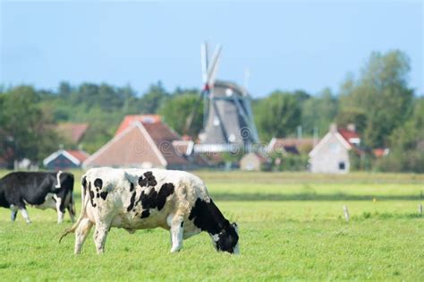 Cows In Dutch Landscape In Holland Stock Image Image Of Terschelling
