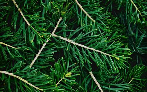 Cedar Tree Leaves Pattern Premium Ai Generated Image Cedar Tree Leaves Pattern Premium Ai Generated Image