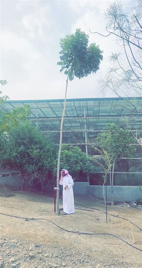 سعيد السهيمي on Twitter اسرع شجرة الذهب الاخضر اشجار الماقنو عربون