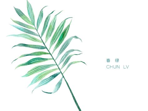 水彩绿叶董搞搞 站酷zcool