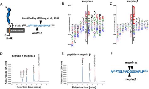 meprin α and meprin β cleave a peptide of the il 6r stalk region a