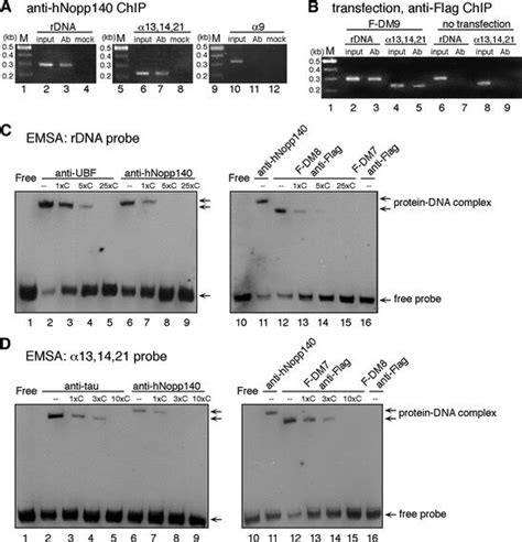 Acrocentric α Satellite And Rdna Sequences Recognized Respectively By