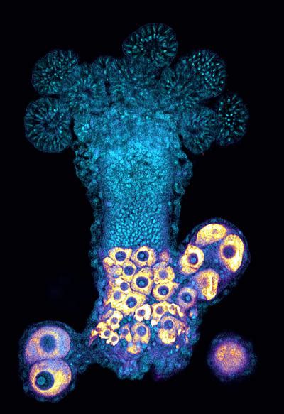 A Female Sexual Polyp Of The C IMAGE EurekAlert Science News Releases