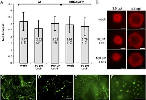 Movement Of Tmv Mprfp Is Not Inhibited In Tissues Treated For 24 H
