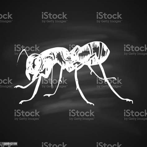 Ant 아이콘크기 개미에 대한 스톡 벡터 아트 및 기타 이미지 개미 스케치 곤충 Istock