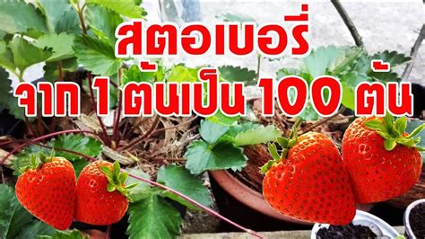 สตอเบอรี่ 1 ต้นเป็น 100 ต้นไม่ยาก Youtube