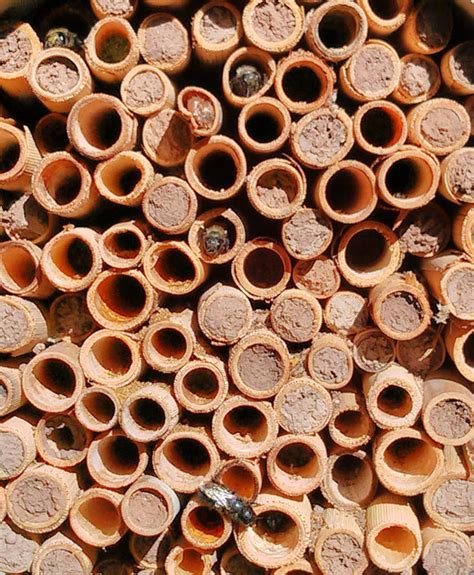 Mason Bees Blue Orchard Bee 5 Reeds Full Of Mason Bees