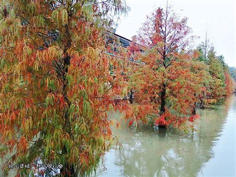 苗栗三灣｜三灣落羽松秘境：紅橘黃綠的漸層落羽松，美不勝收 輕旅行