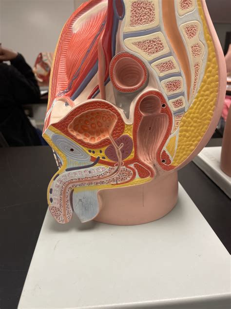 Male Pelvis Sagittal View Diagram Quizlet