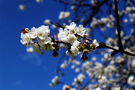 사과 나무 하얀색 꽃 Pixabay의 무료 사진 Pixabay