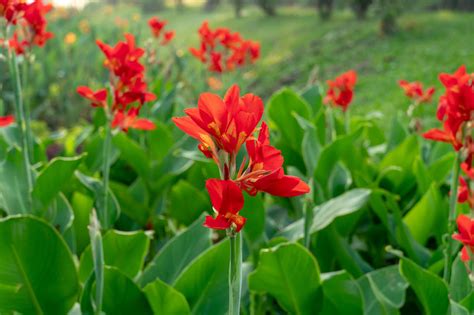 Canna Indica Tropical Flower Seeds Rare Quality Seeds