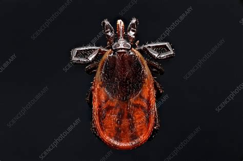 Blacklegged Tick Stock Image C058 4333 Science Photo Library