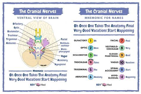 Mnemonic Mastery Unlocking Cranial Nerve Knowledge King Ice Apps