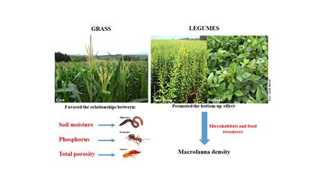 Soil Macrofauna Correlations With Soil Chemical And Physical Properties