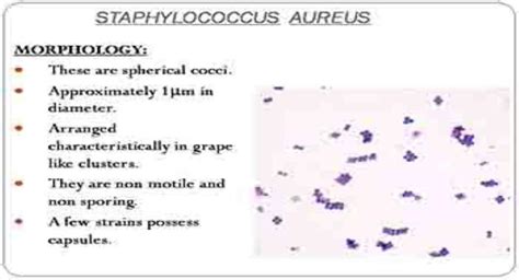 Download Free Medical Staphylococcus Powerpoint Presentation