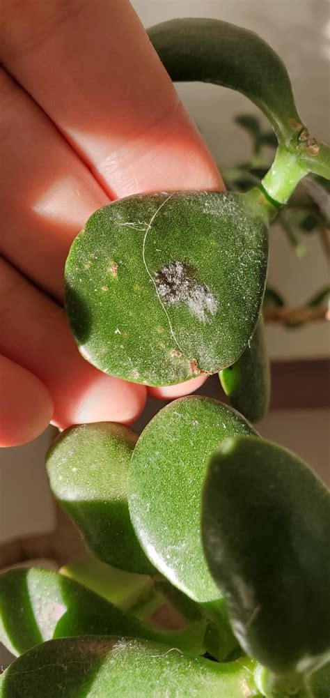 Black Spots On Jade Plant Rsucculents