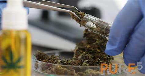 Cannabis Processing Explained By Pure5™