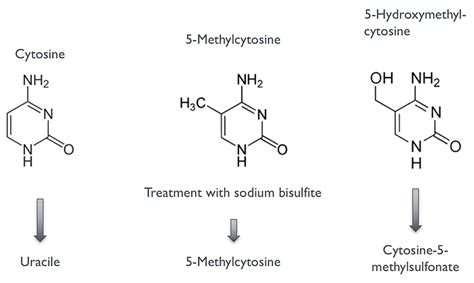 How Does Bisulfite Sequencing Wgbs Rrbs Work